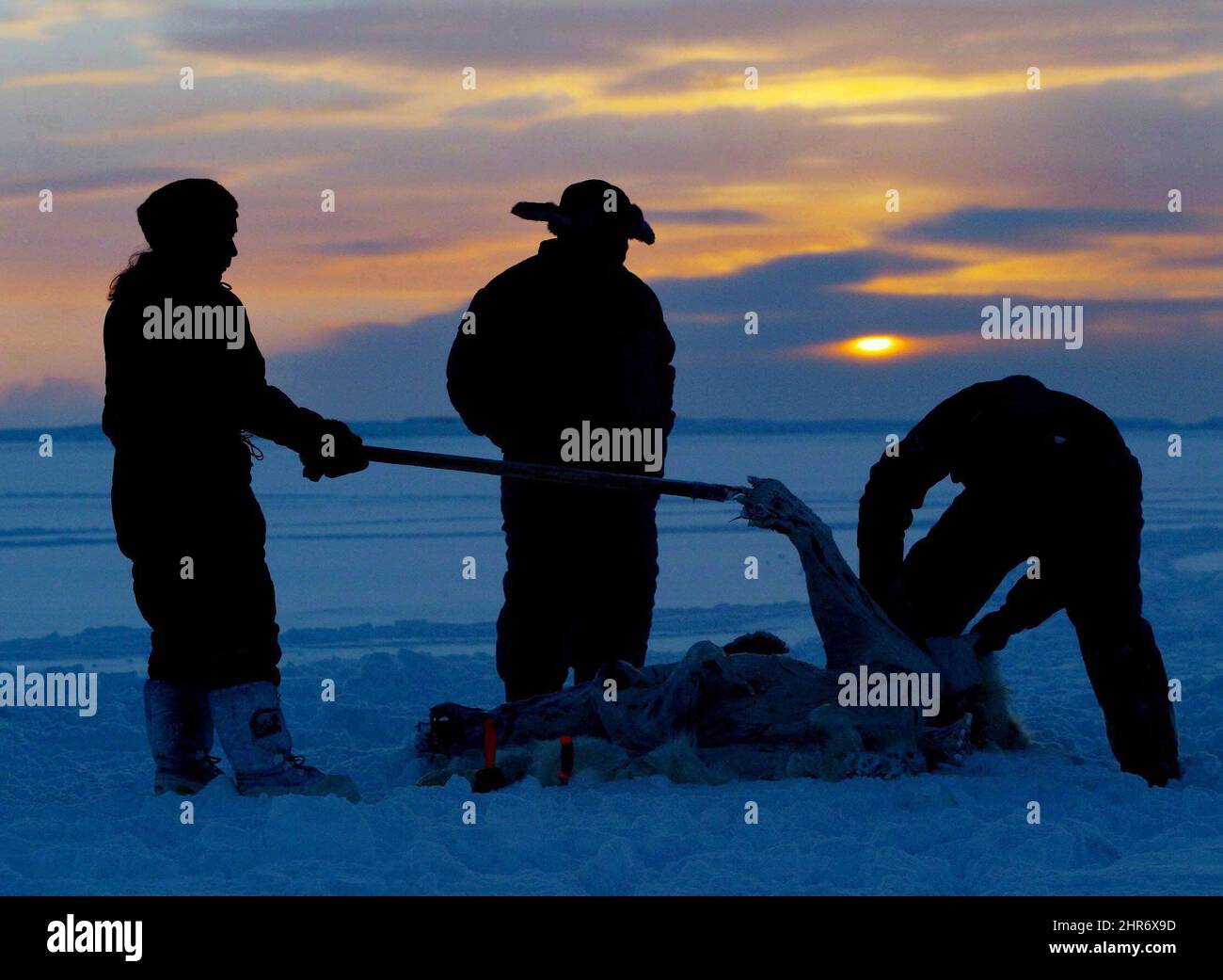 Inuit hunters skin a polar bear on the ice as the sun sets during the ...