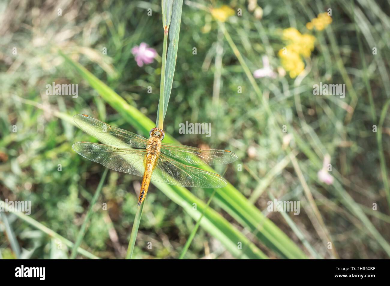 Wandering glider Dragonfly (Pantala flavescens) sitting on green grass ...