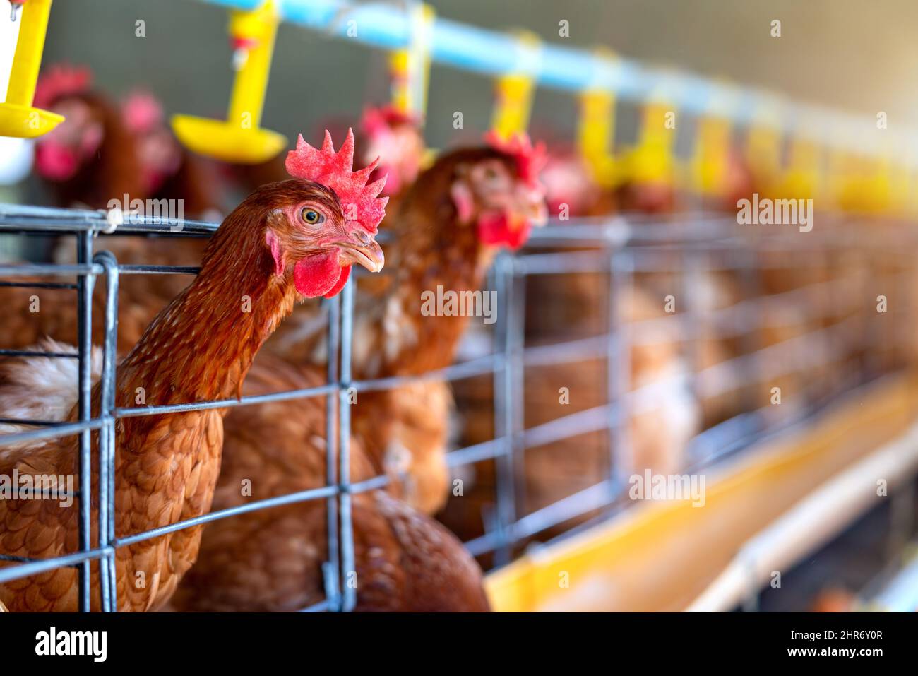 Hens in factory, Chicken in cages Stock Photo - Alamy