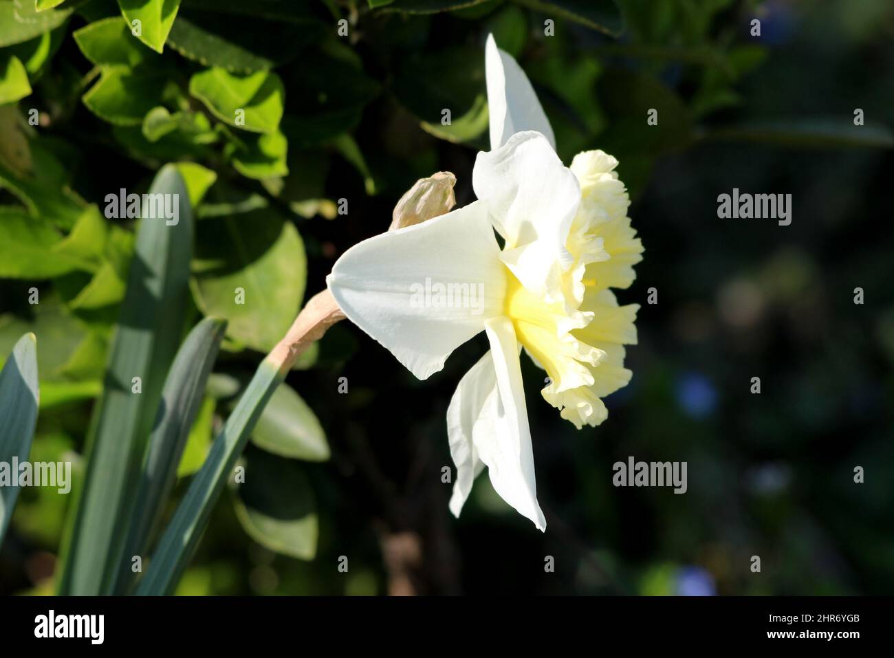 Side view of yellow and white daffodil hi-res stock photography and ...