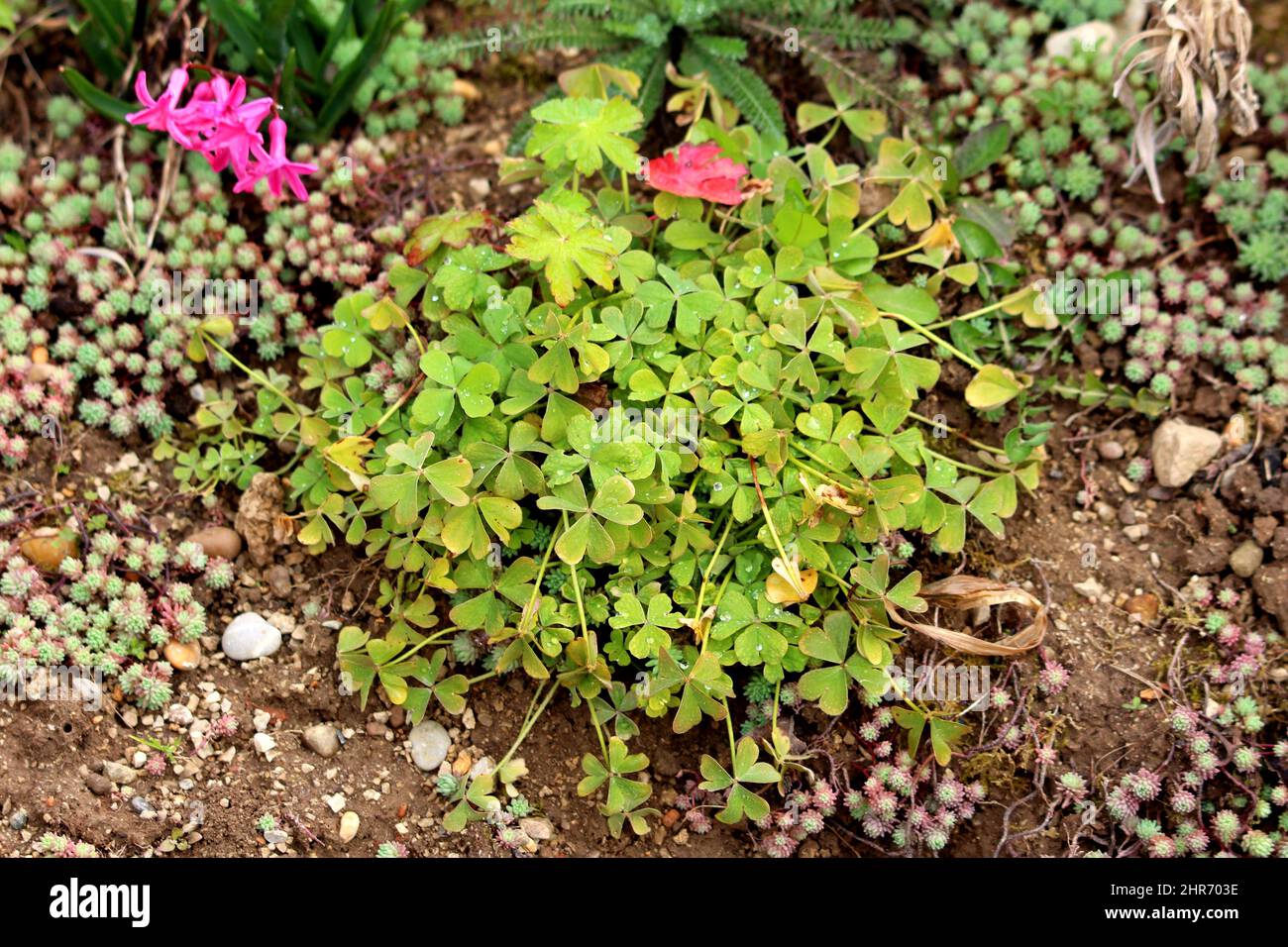 Oxalis tetraphylla iron cross hi-res stock photography and images - Alamy