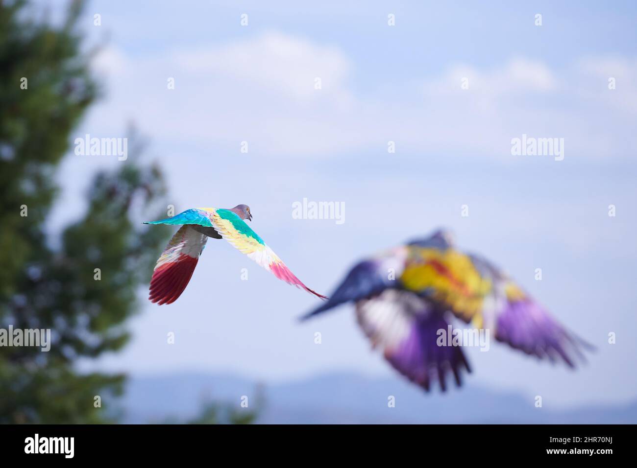 multicolored birds flying with the wind Stock Photo - Alamy