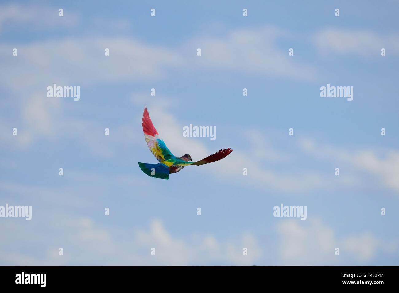 multicolored birds flying with the wind Stock Photo - Alamy
