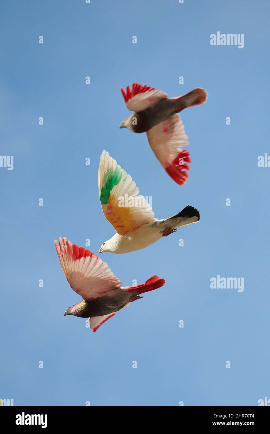 multicolored birds flying with the wind Stock Photo - Alamy