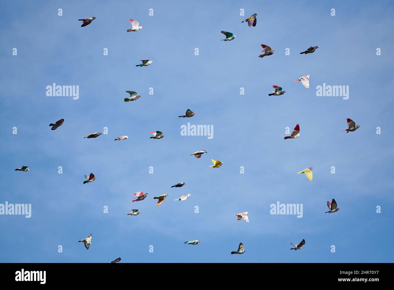 multicolored birds flying with the wind Stock Photo - Alamy