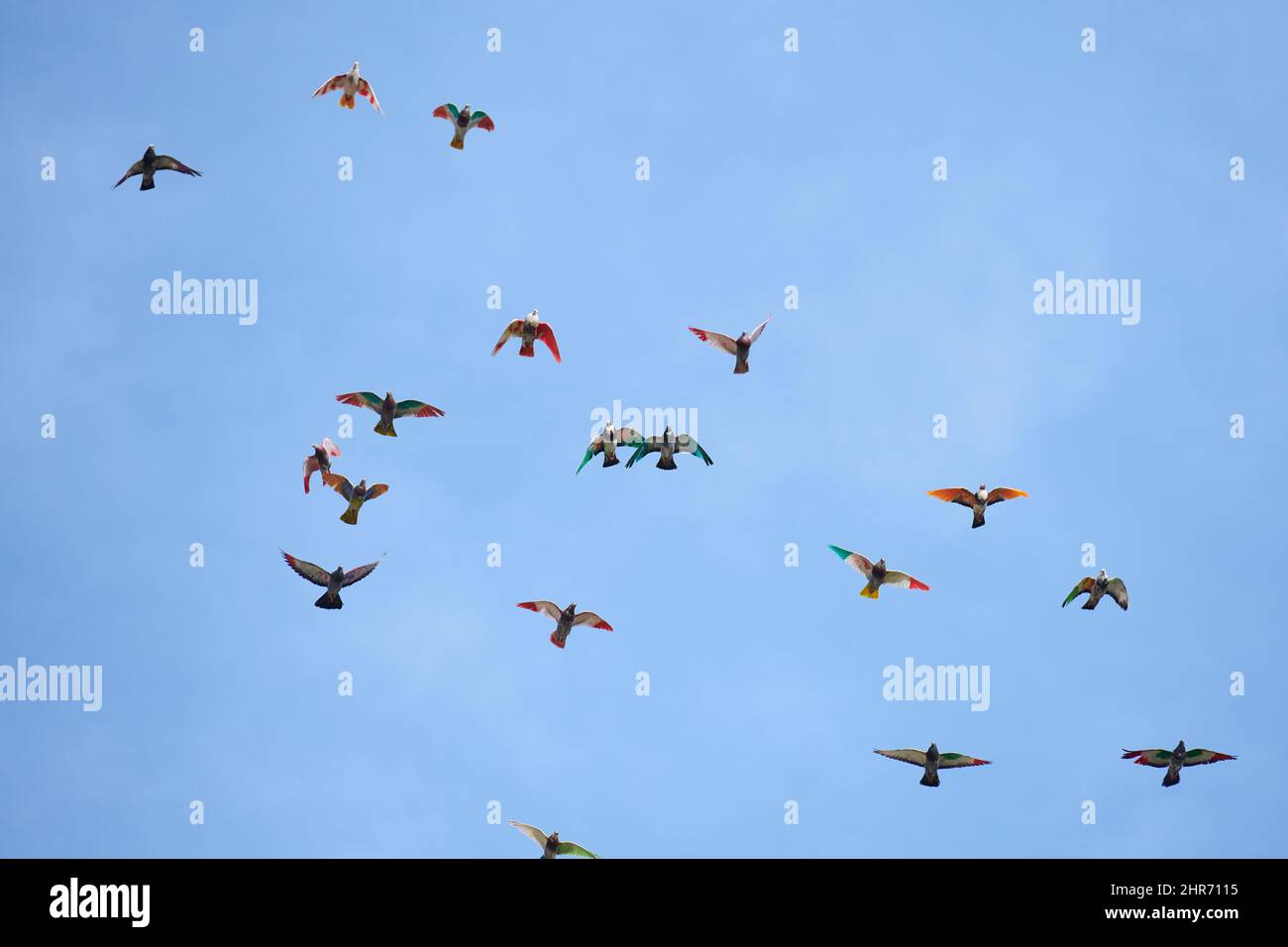 Flying animals hi-res stock photography and images - Alamy