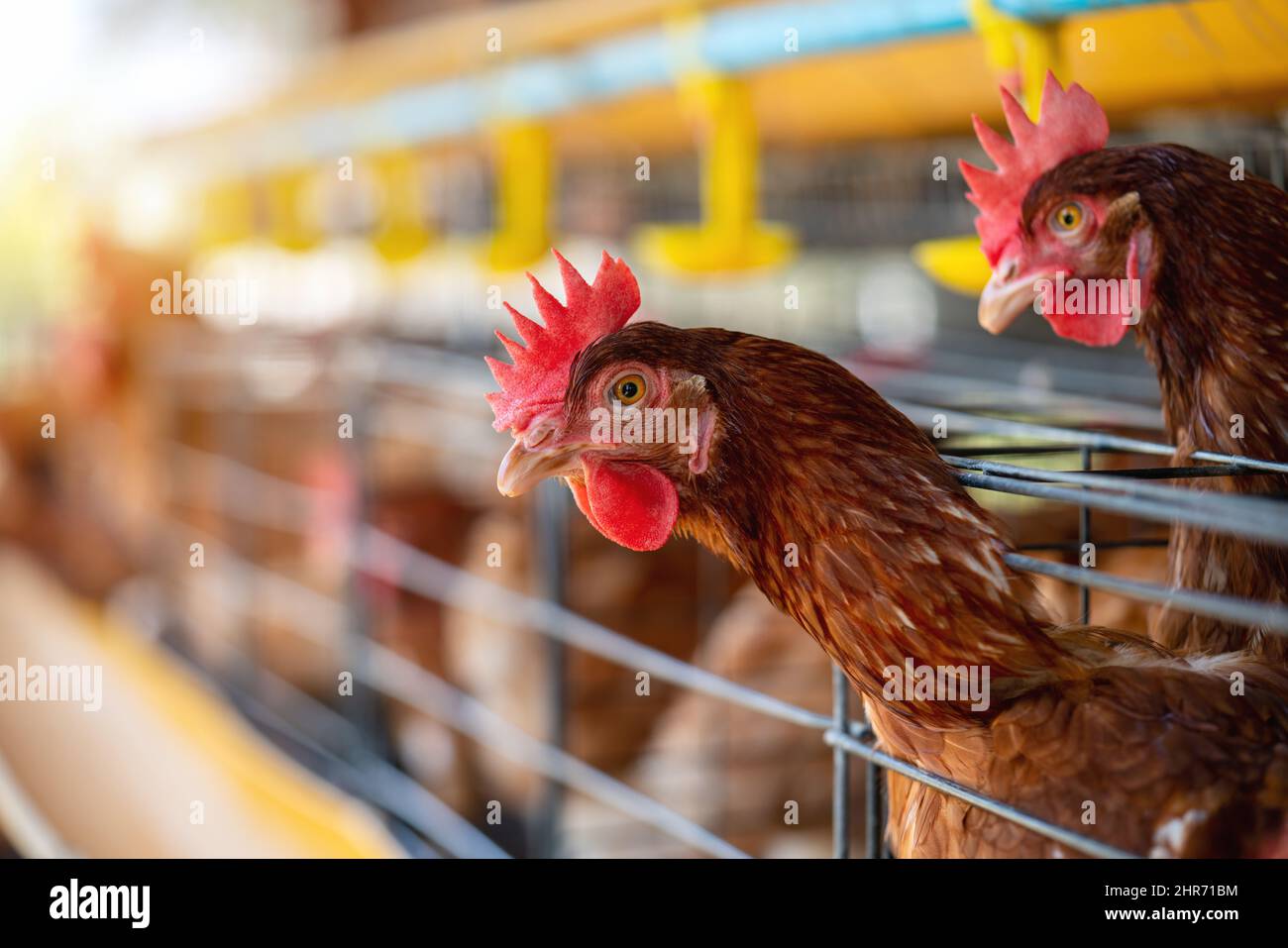 Hens in factory, Chicken in cages Stock Photo - Alamy