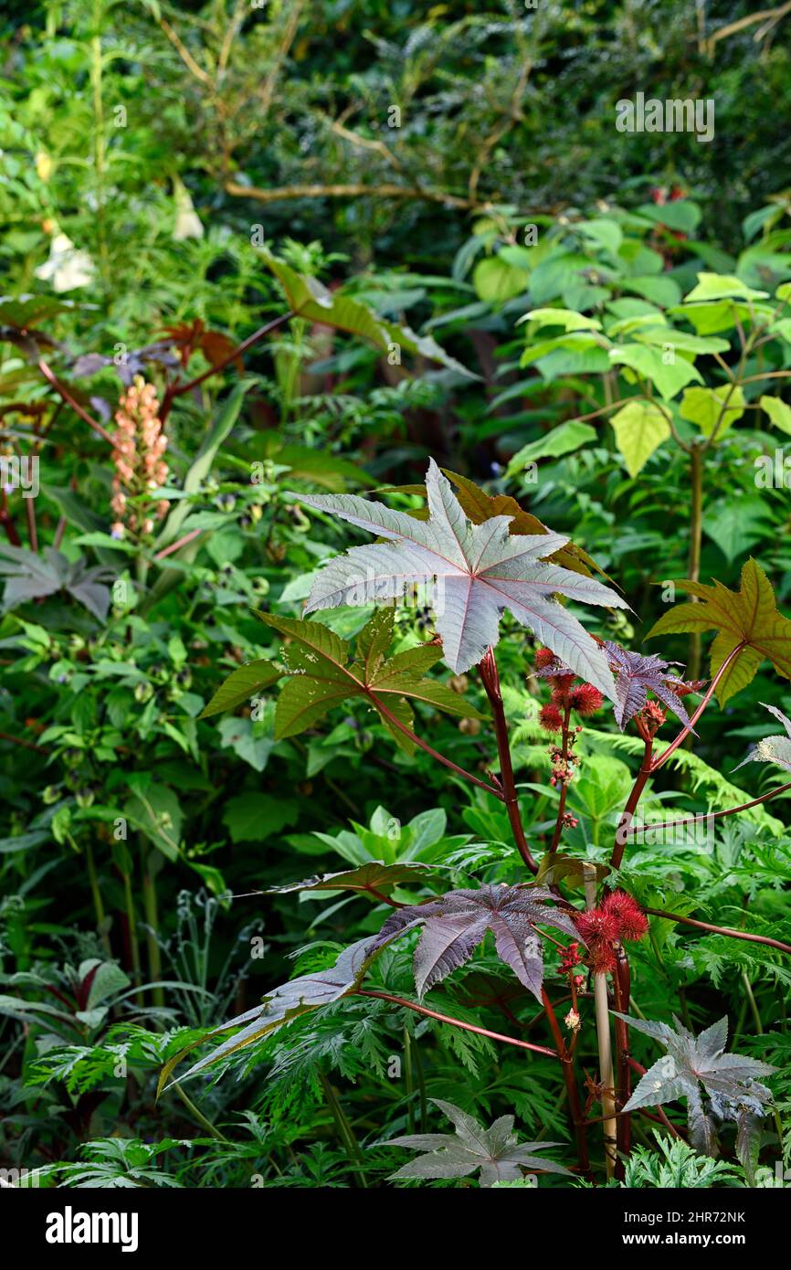 Ricinus communis border hi-res stock photography and images - Alamy