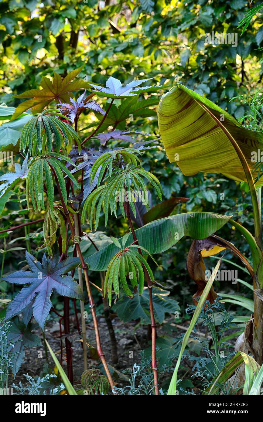 schefflera,ensete,ricinus communis,dark,leaves,foliage,castor oil plant ...