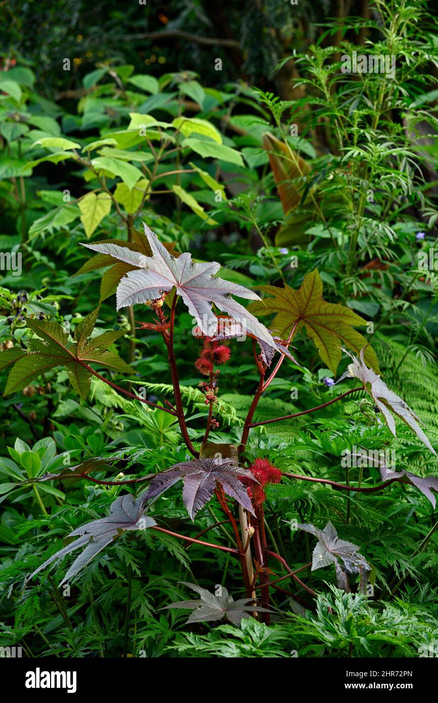Ricinus communis border hi-res stock photography and images - Alamy
