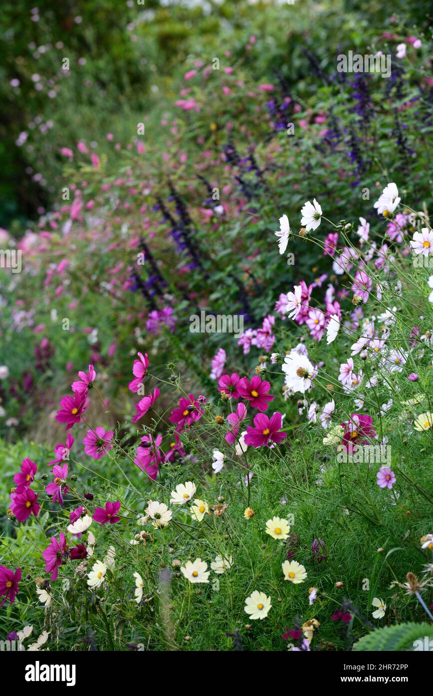Salvia ‘pink amistad’ hi-res stock photography and images - Alamy
