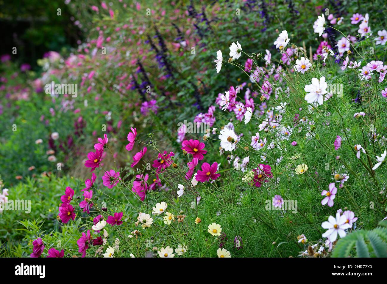 cosmos,pink,white,cream,flowers,mixed cosmos flowers,salvia amistad ...