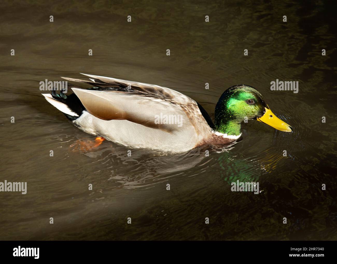 Light refraction duck hi-res stock photography and images - Alamy