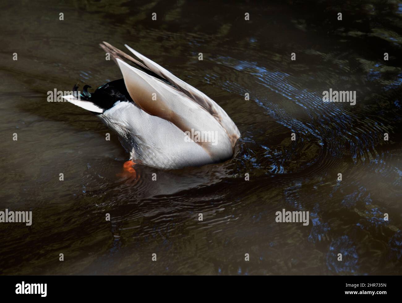 Light refraction duck hi-res stock photography and images - Alamy