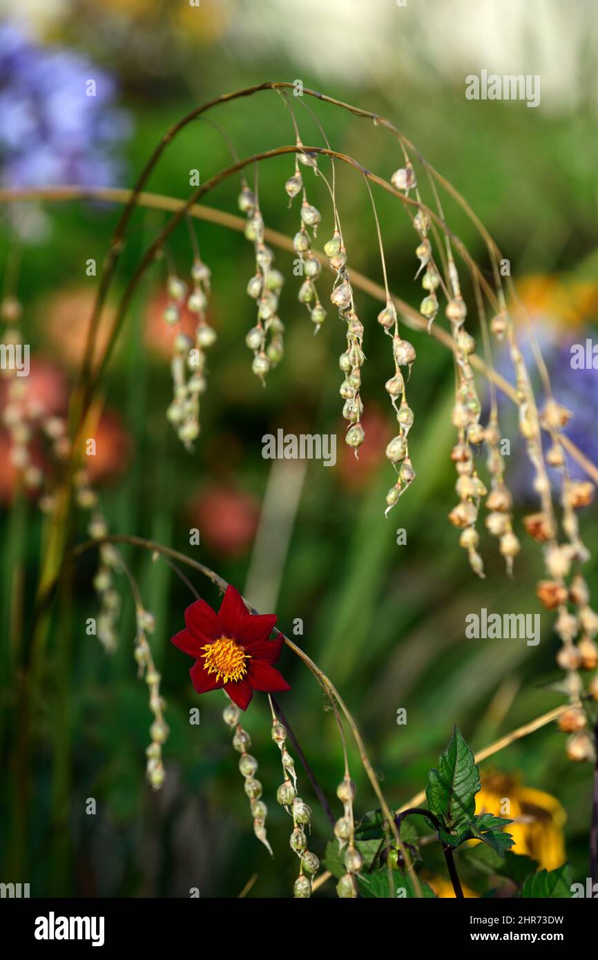 dierama pulcherrimum seed pods,seed heads,seedhead,seedheads,angels ...
