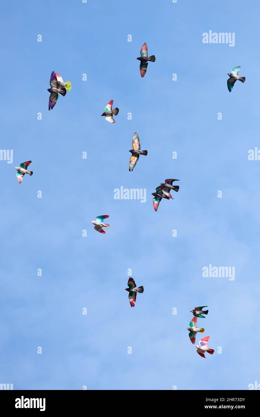 Motley bird hi-res stock photography and images - Alamy