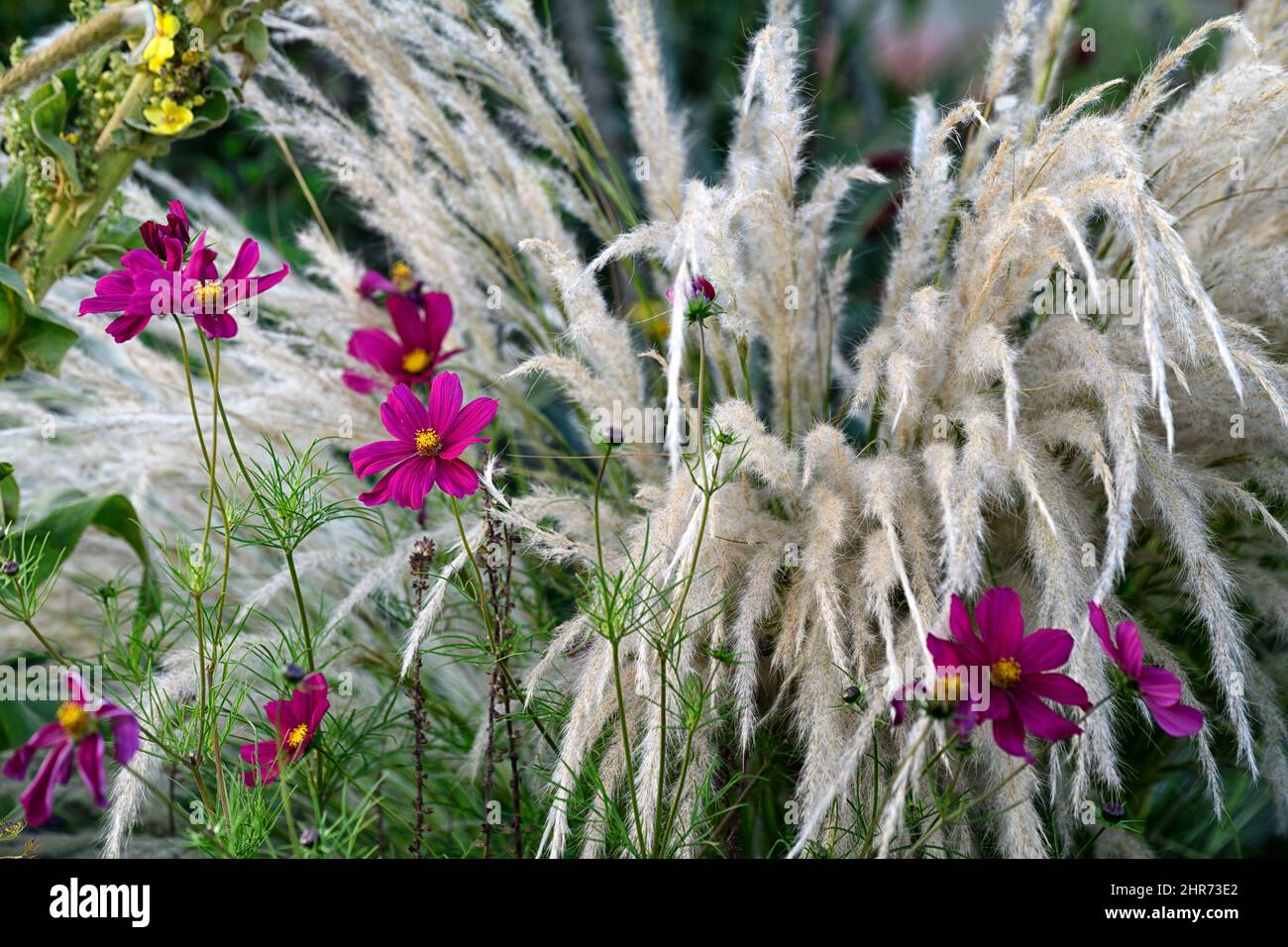 cosmos bipinnatus sensation,white plume,plumes,grass plume,grass ...
