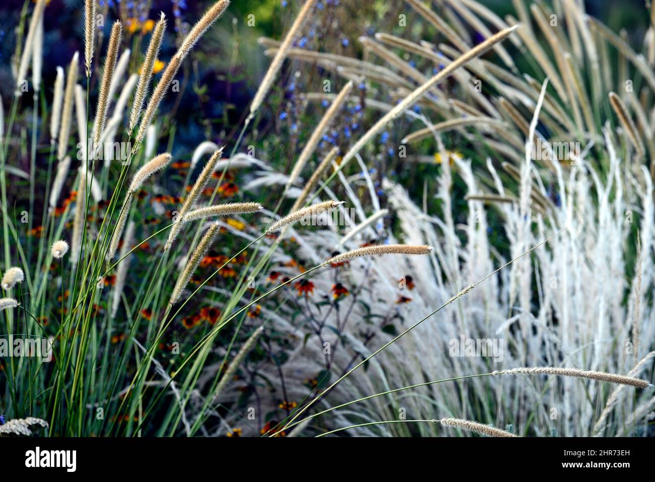 white plume,plumes,grass plume,grasses,rudbeckia triloba prairie glow ...