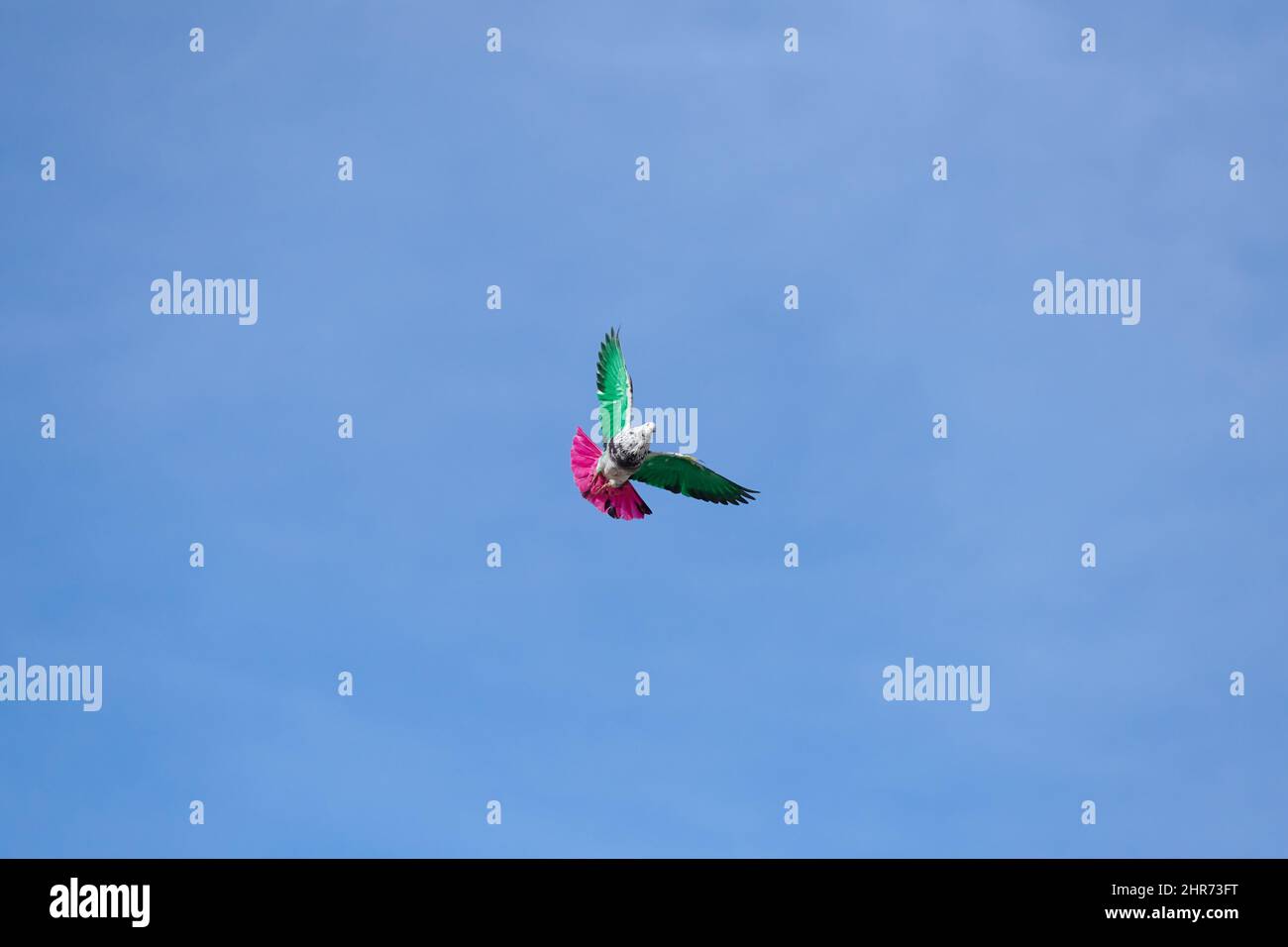 multicolored birds flying with the wind Stock Photo - Alamy
