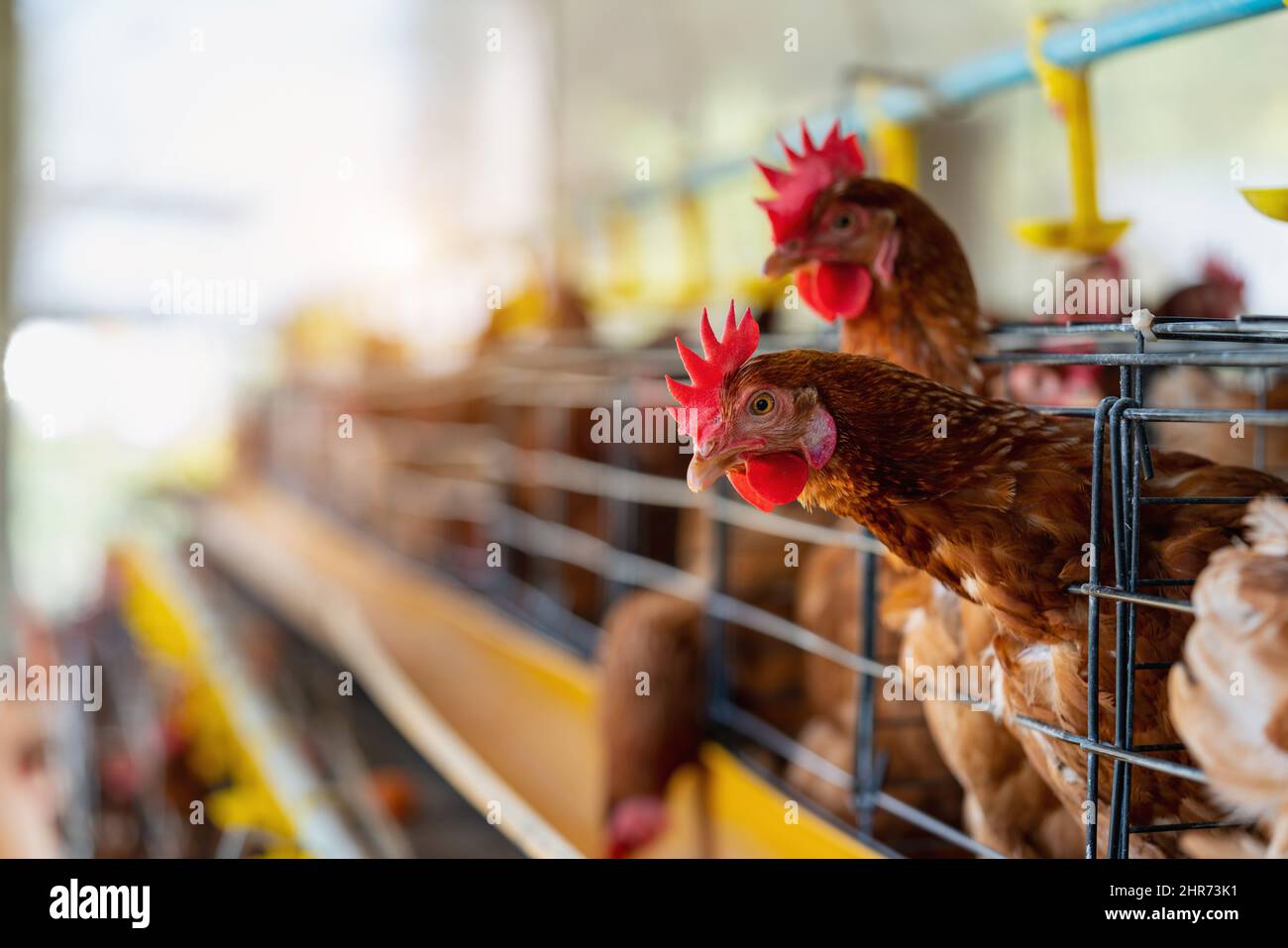 Hens in factory, Chicken in cages Stock Photo - Alamy
