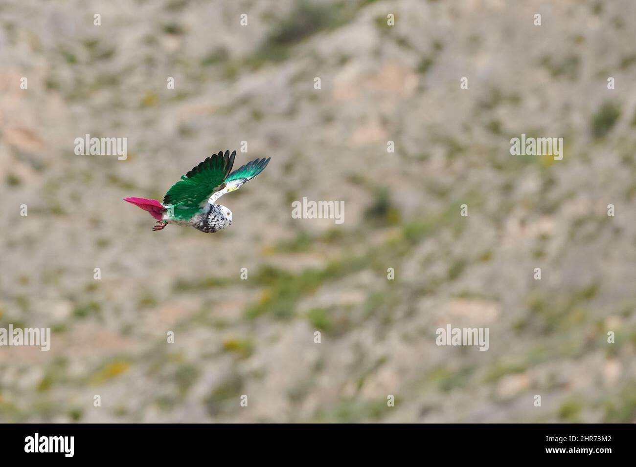 multicolored birds flying with the wind Stock Photo - Alamy