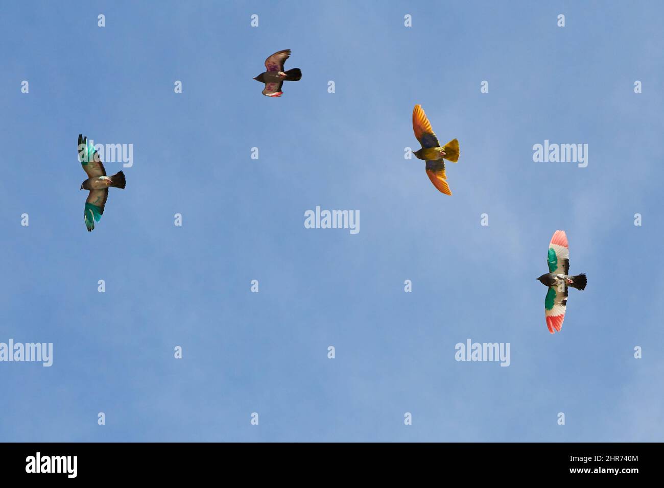 Motley bird hi-res stock photography and images - Alamy