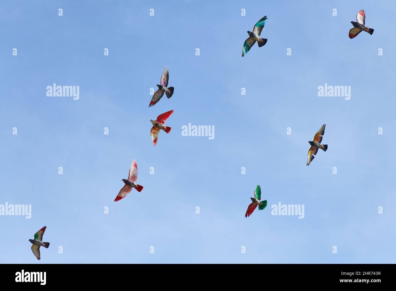 multicolored birds flying with the wind Stock Photo - Alamy