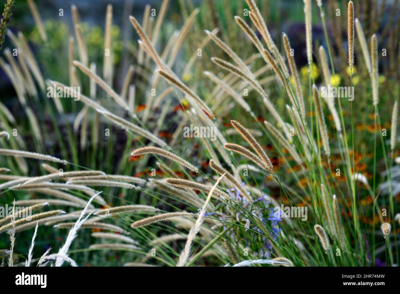 pennisetum,white plume,plumes,grass plume,grass,grasses,stipa ...