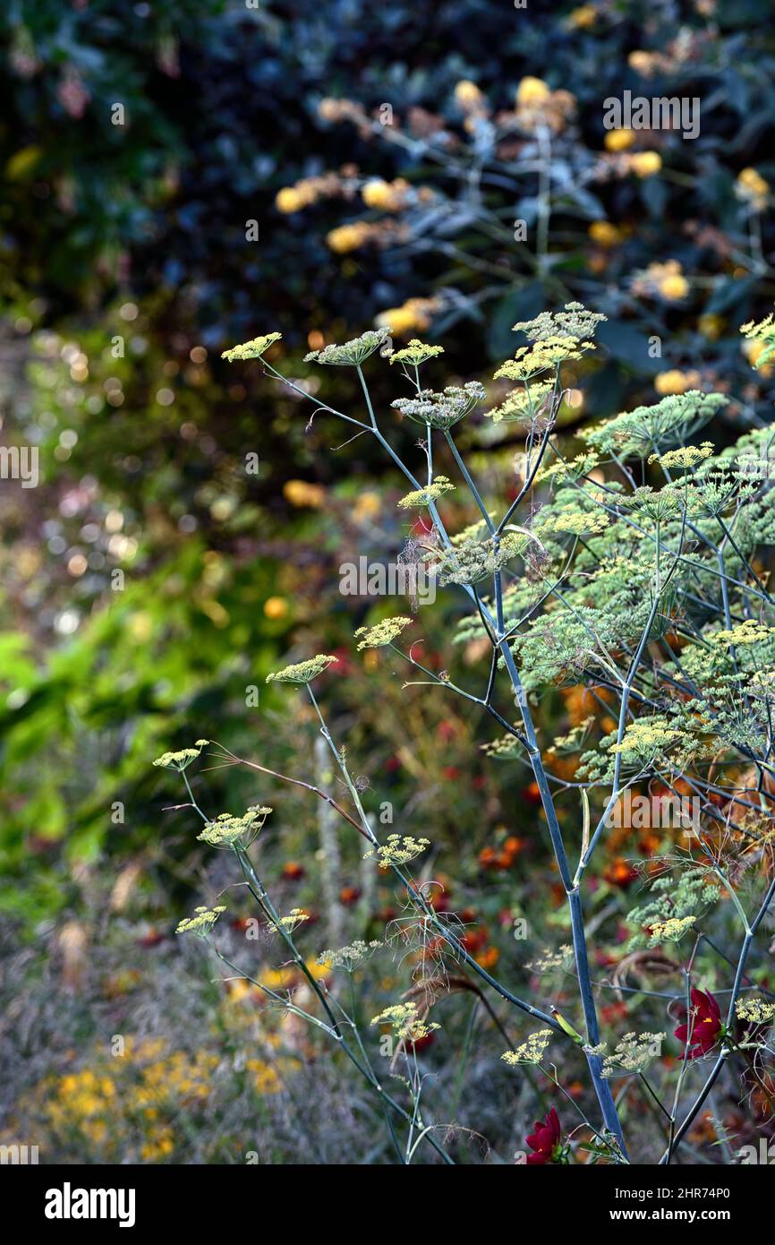 purple fennel,foeniculum vulgare purpureum,pawlonia,leaves,foliage,,bed ...