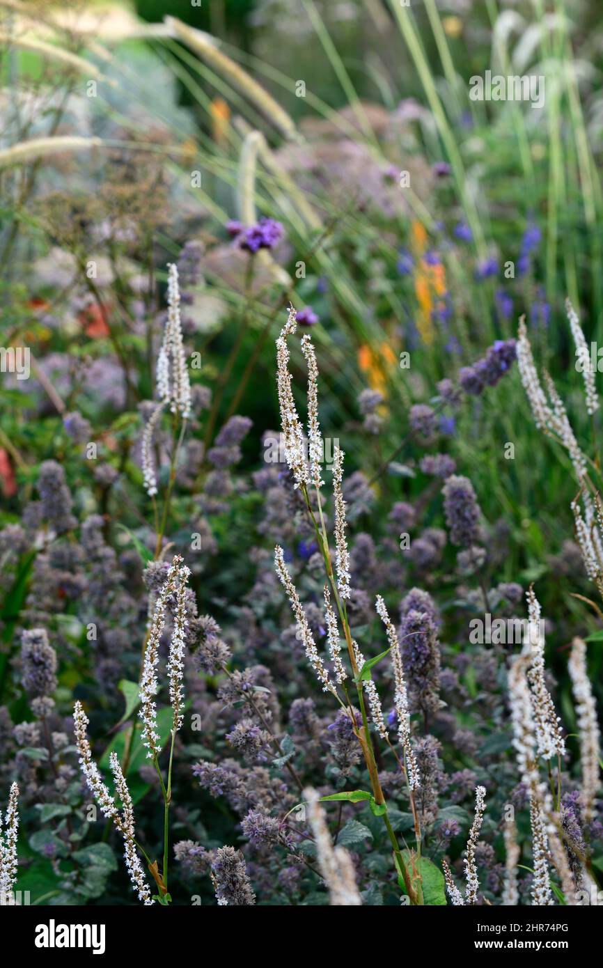 persicaria amplexicaulis alba,white,flower,flowers,flowering,mix,mixed ...