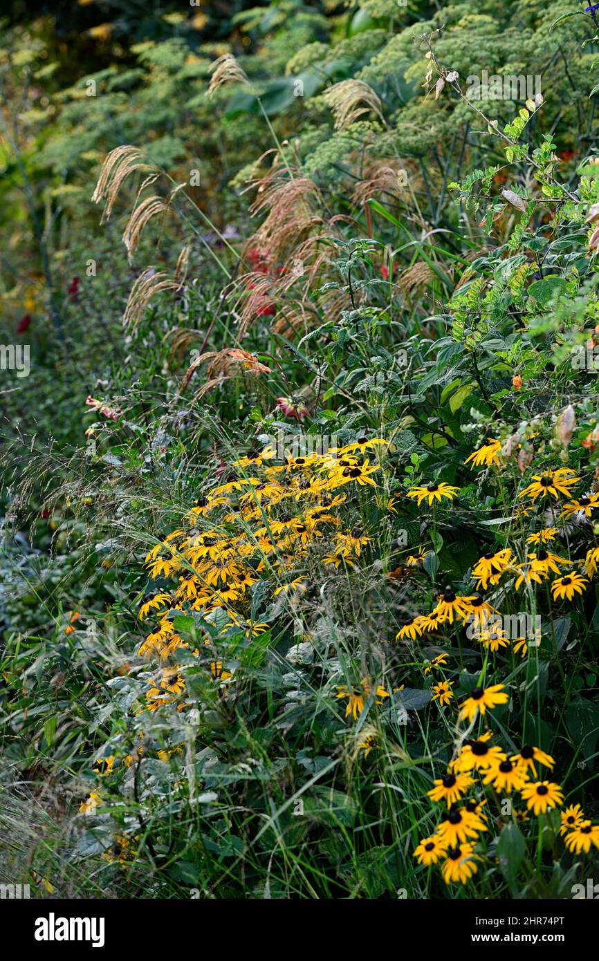 rudbeckia,grass,grasses,stipa,miscanthus,herbaceous border,summer in ...