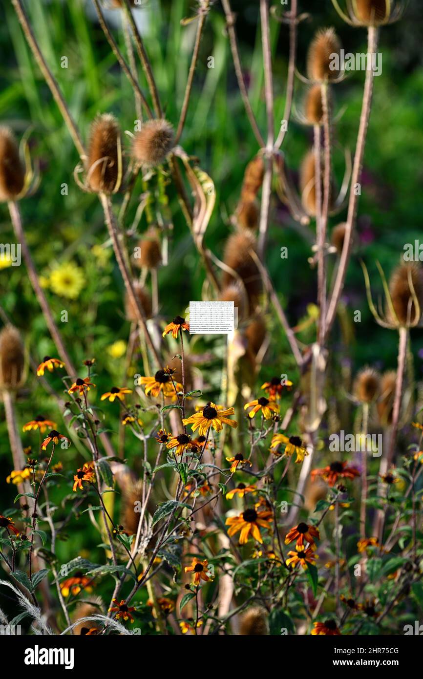 rudbeckia triloba prairie glow,burnt orange yellow flowers,red-yellow ...