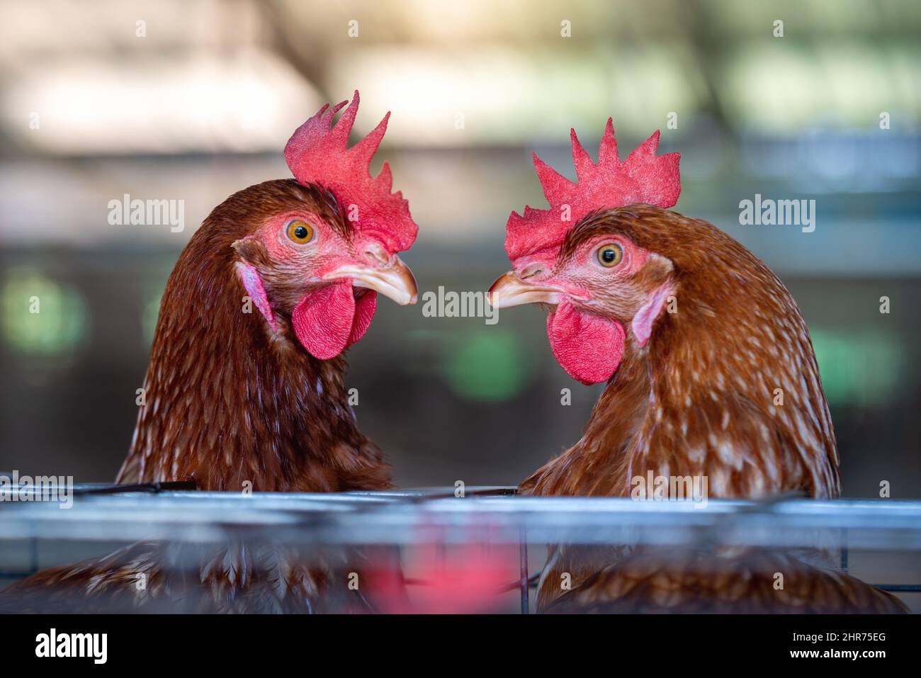 Hens in factory, Chicken in cages Stock Photo - Alamy