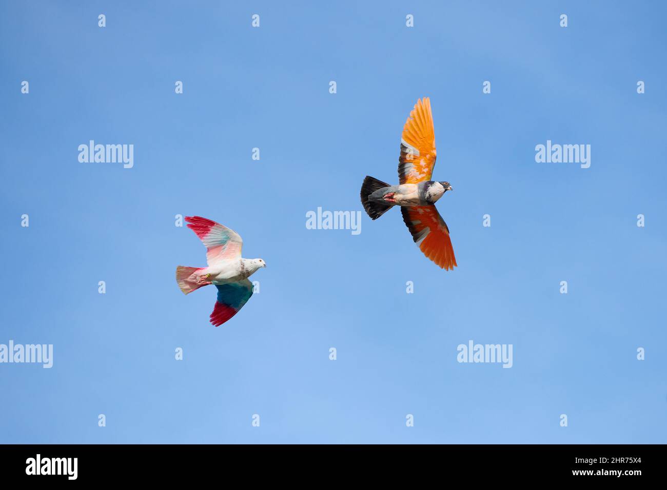 multicolored birds flying with the wind Stock Photo - Alamy