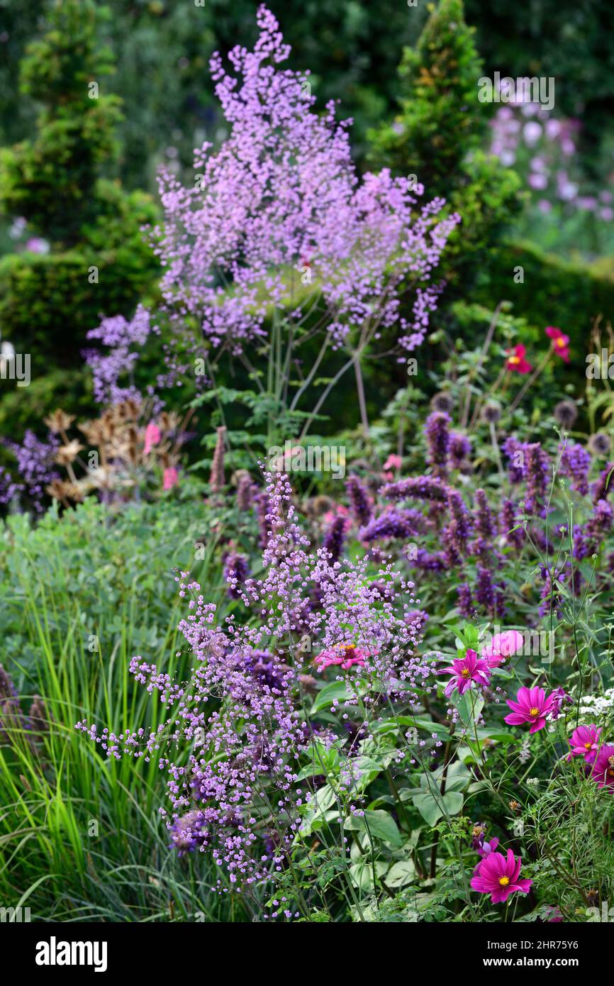 thalictrum delavayi hewitt's double,cosmos bipinnatus,Agastache rugosa ...