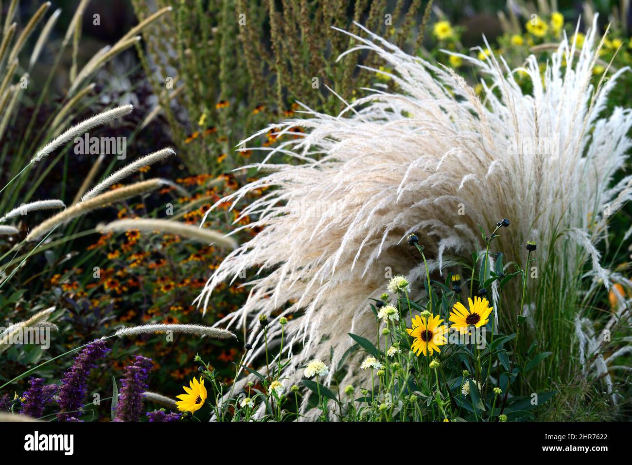 white plume,plumes,grass plume,grass,grasses,stipa,miscanthus ...