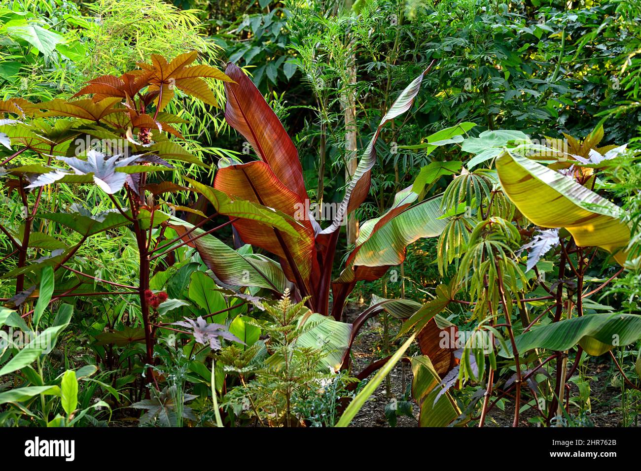 Ensete ventricosum Maurelii,schefflera,ensete,ricinus communis,dark ...