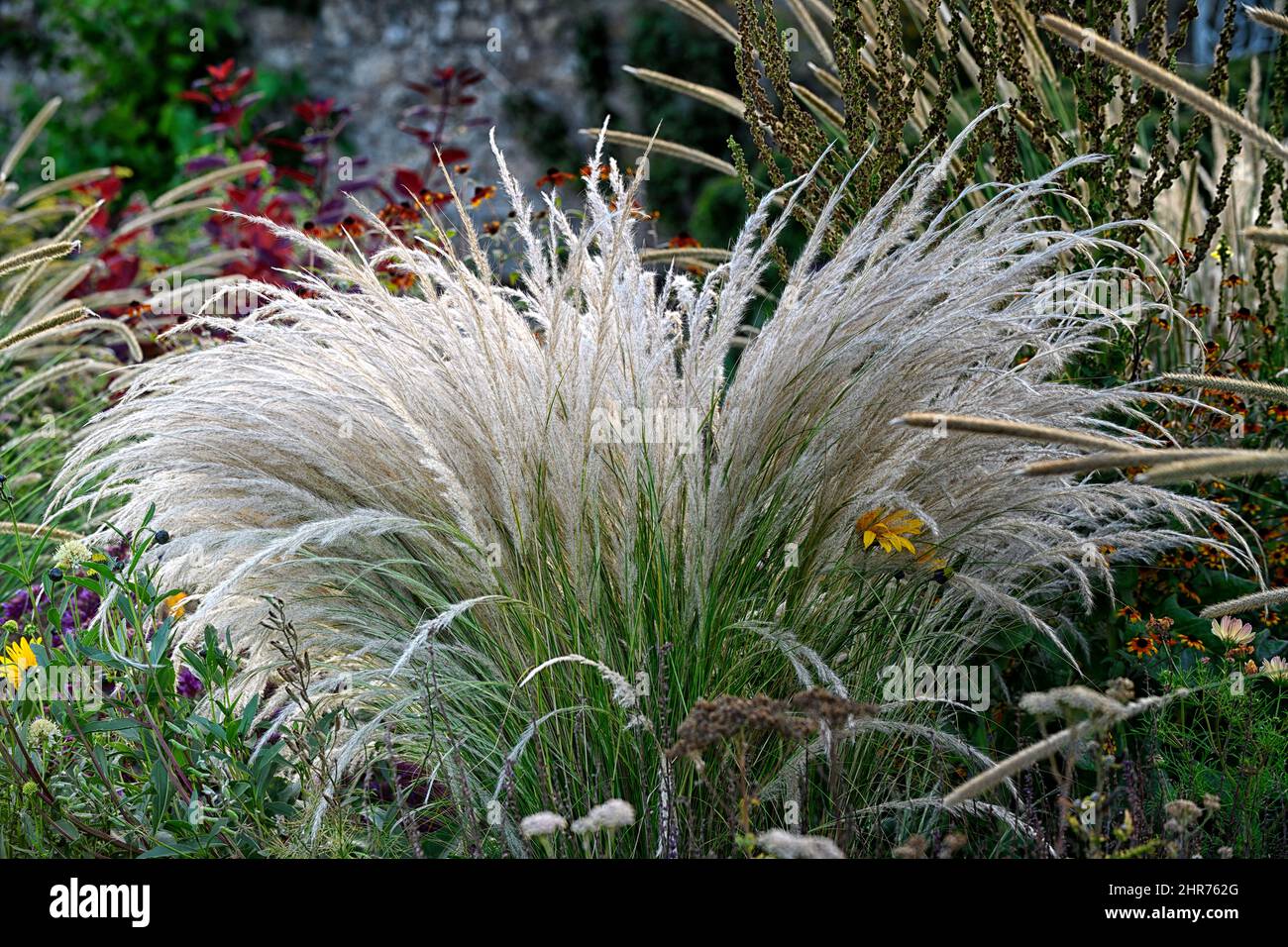 white plume,plumes,grass plume,grass,grasses,stipa,miscanthus ...