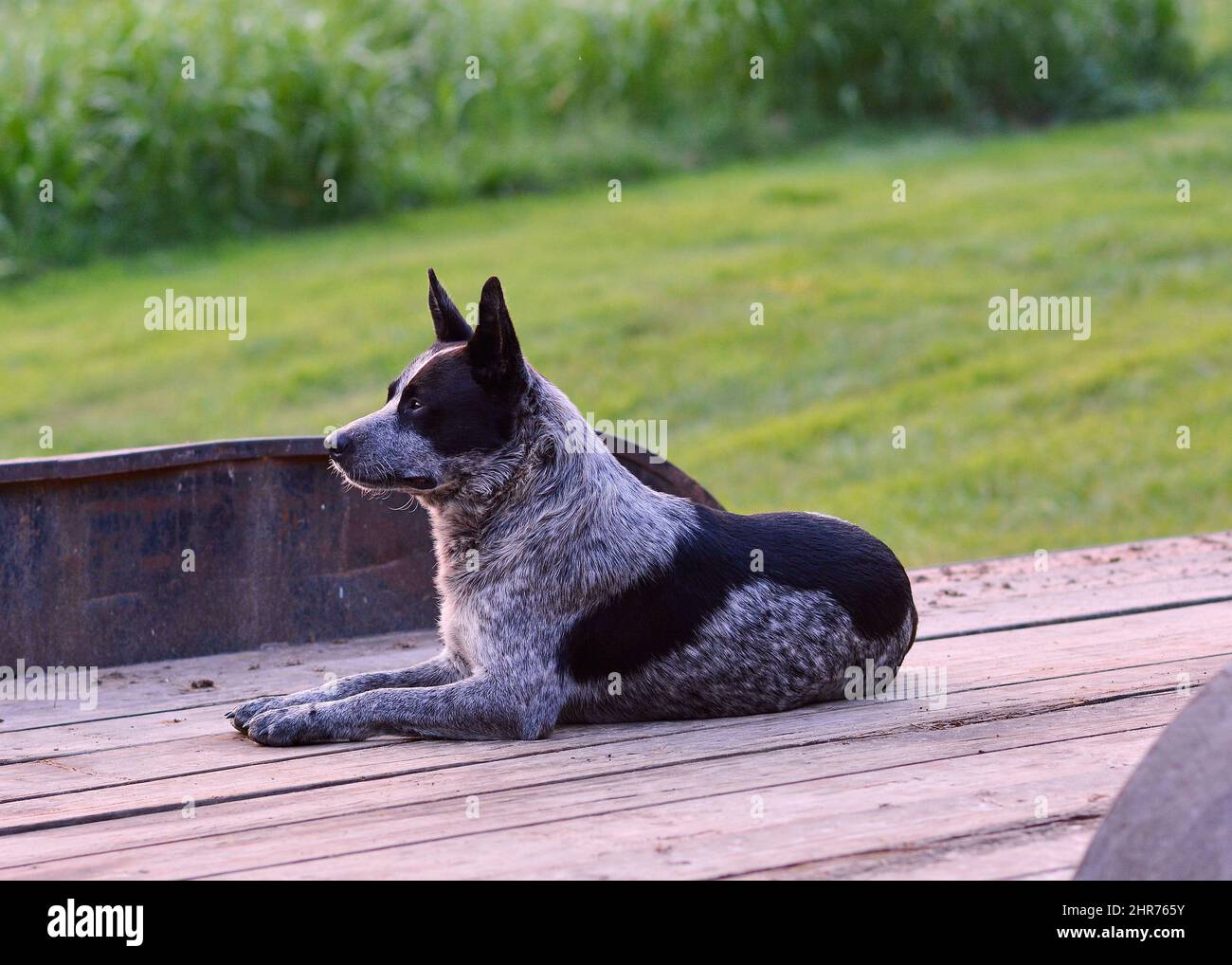 BLUE HEALER DOG Stock Photo - Alamy