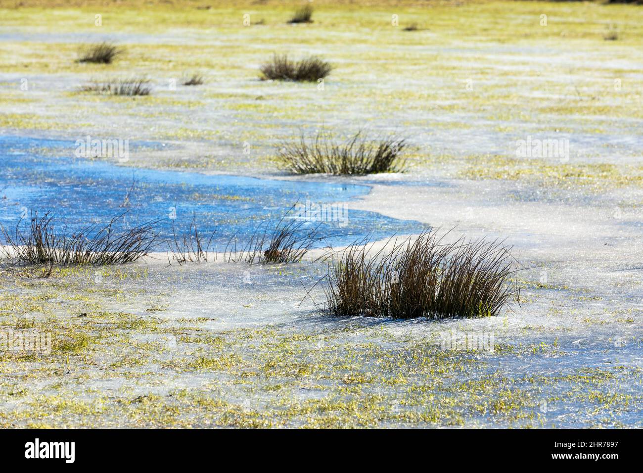 Natural view of water marsh with grass Stock Photo - Alamy