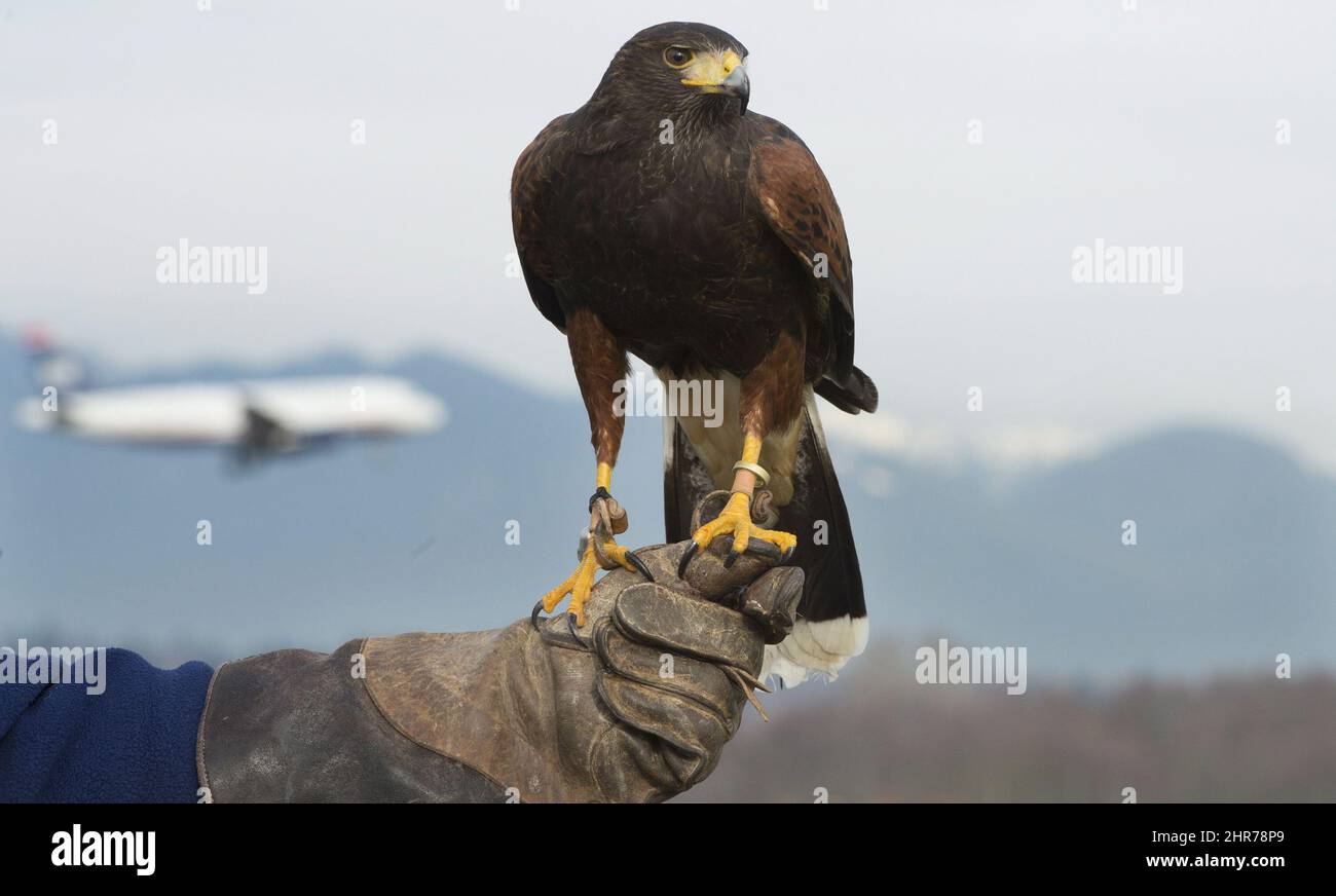 A plane comes in for a landing in the background as Golly, a Harris ...