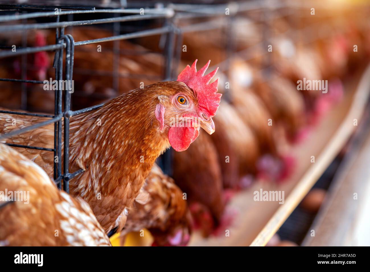 Hens in factory, Chicken in cages Stock Photo - Alamy