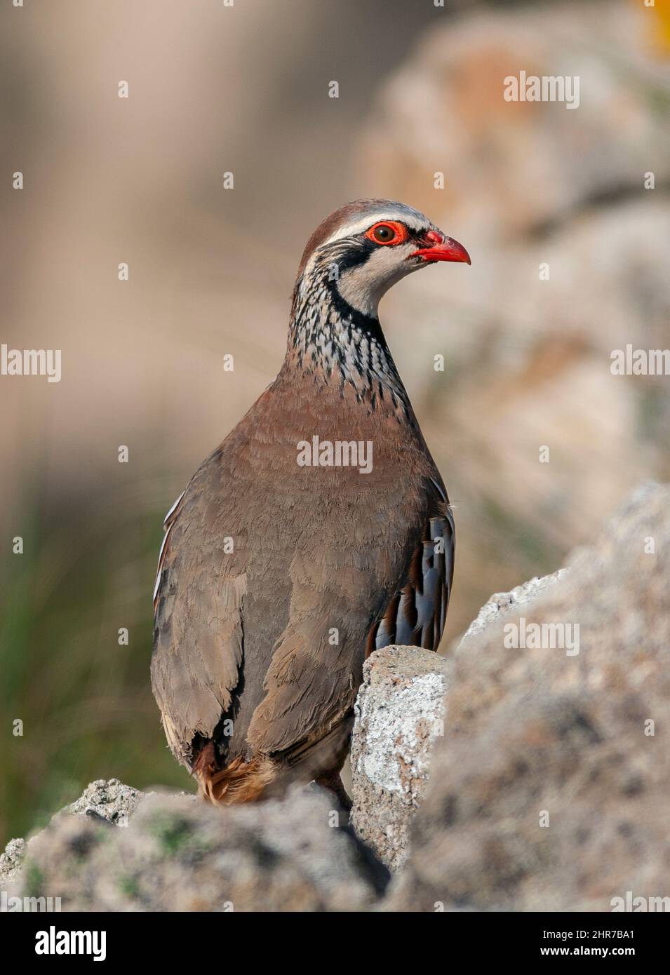 Red-legged partridge, Alectoris rufa Stock Photo - Alamy