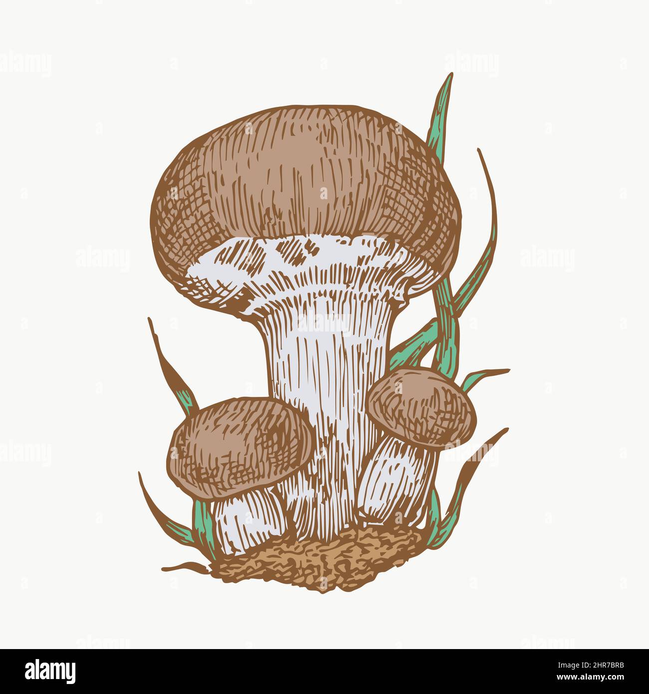 Botanical drawing fungus hi-res stock photography and images - Alamy