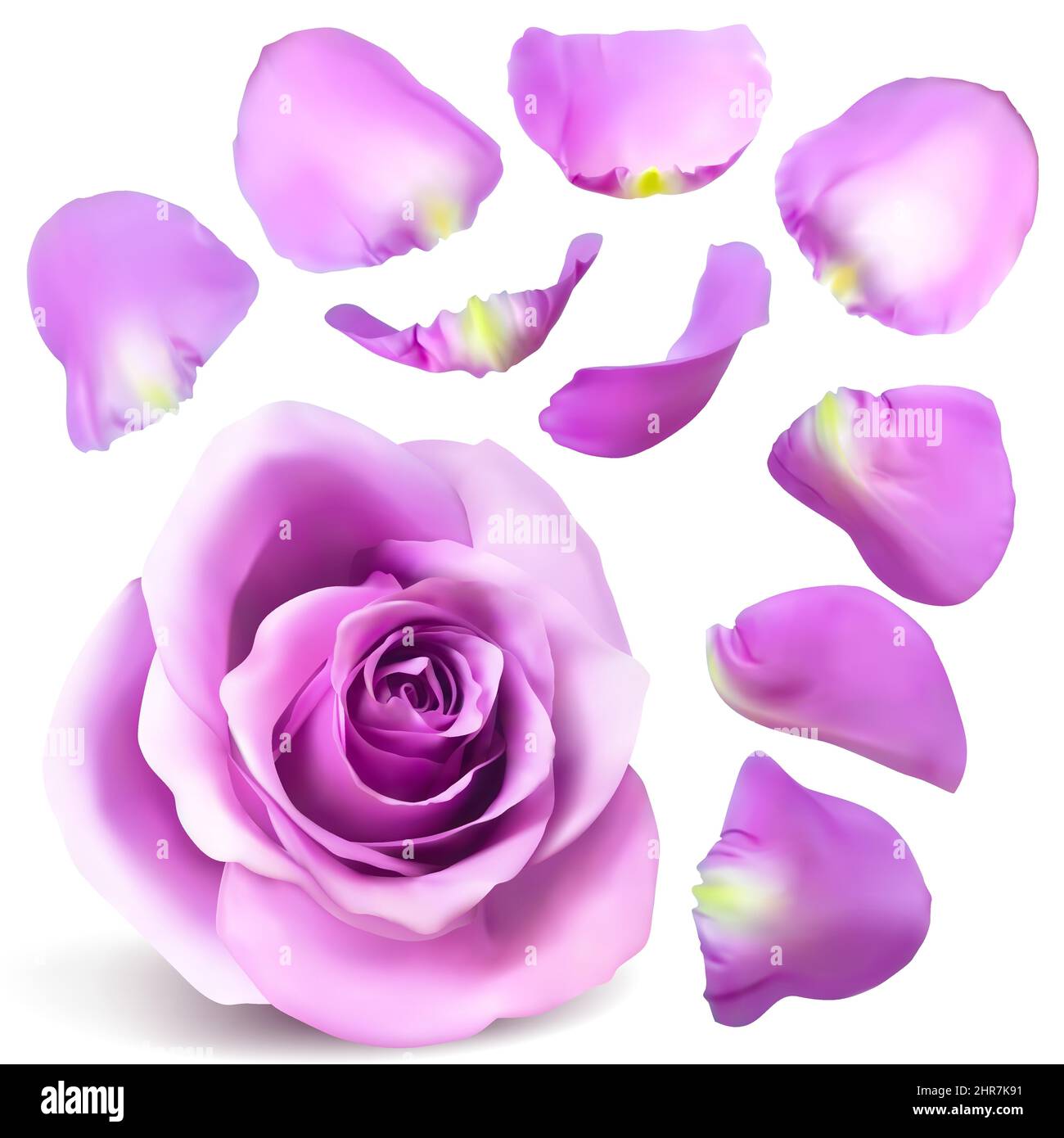 Realistic rose petals. Vector illustration with mesh gradients Stock ...