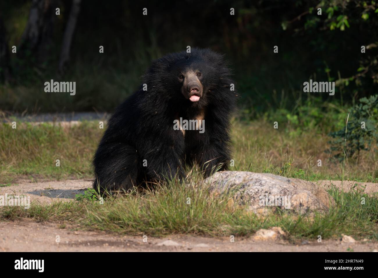 Closeup shot of a sloth bear in a forest Stock Photo - Alamy