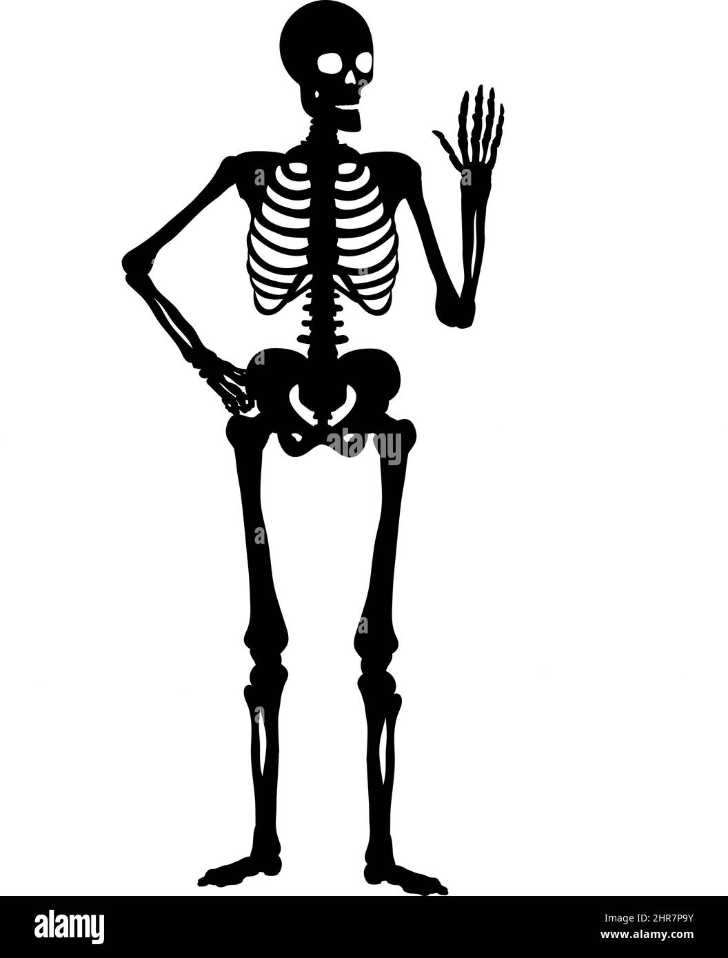 Human skeleton welcome Stock Vector Images - Alamy