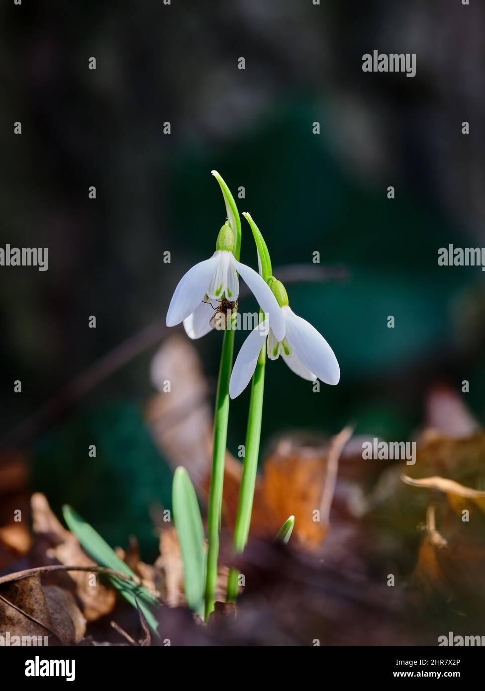Two snowdrop flowers hi-res stock photography and images - Alamy