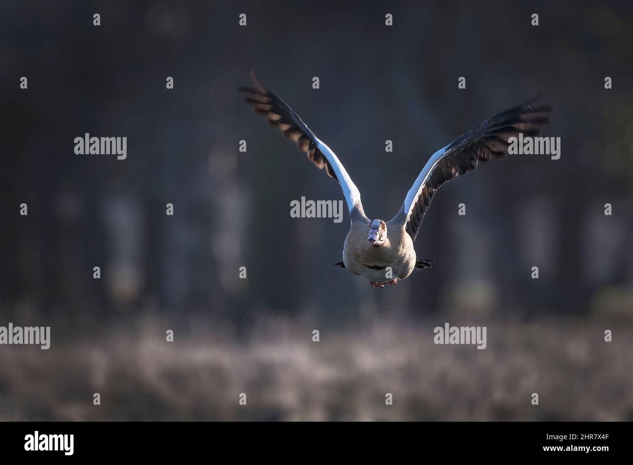 Flying towards camera hi-res stock photography and images - Alamy