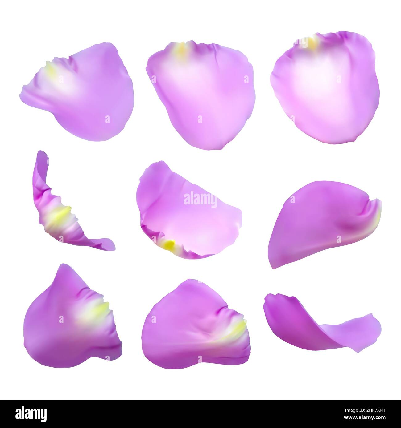 Realistic rose petals. Vector illustration with mesh gradients Stock ...